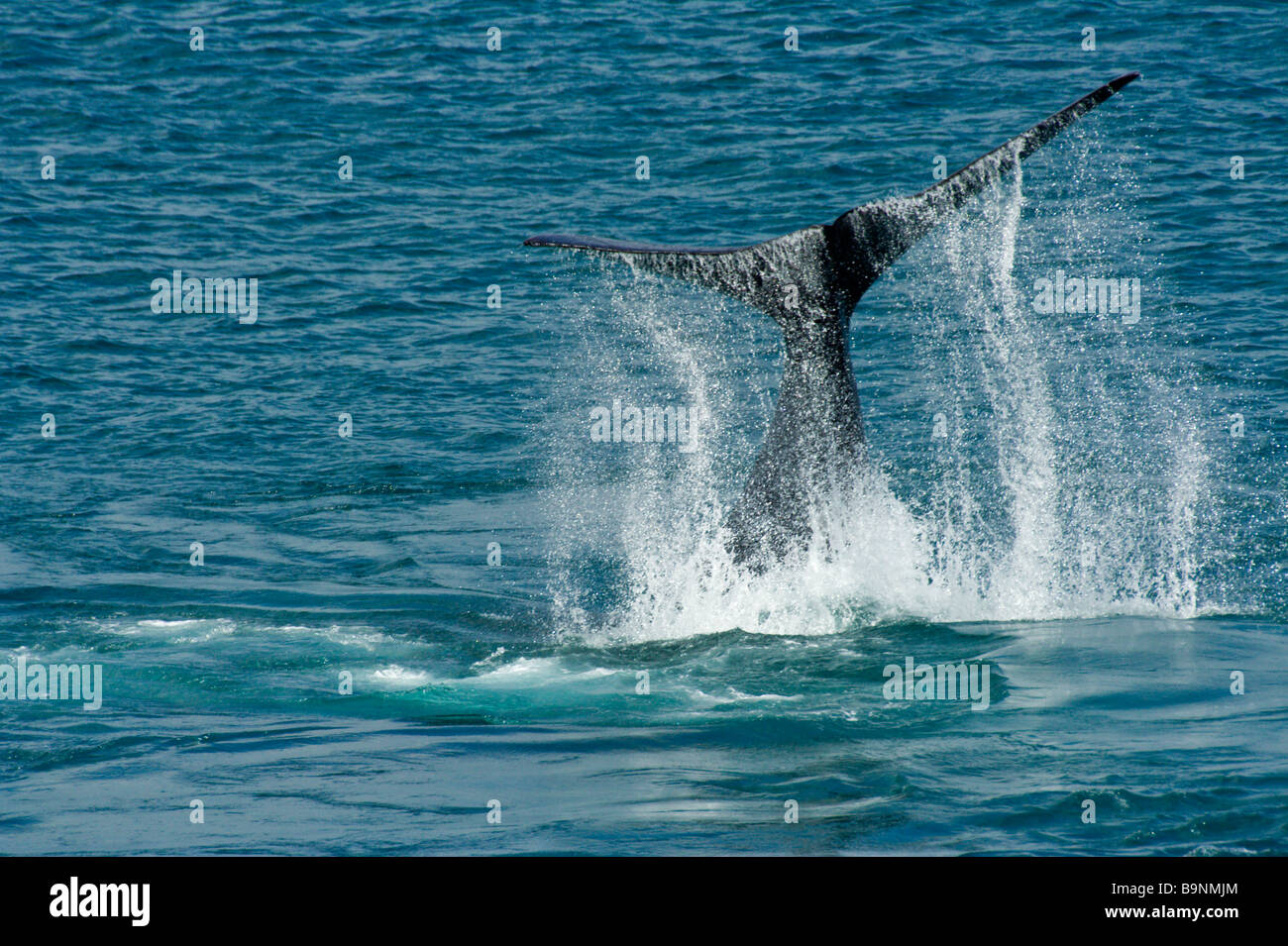 Blue whale fluke hi-res stock photography and images - Alamy
