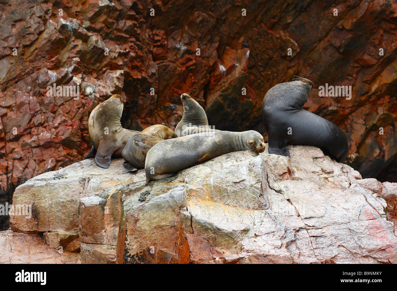 sea lions Ballestas Islands Paracas Peru Stock Photo - Alamy