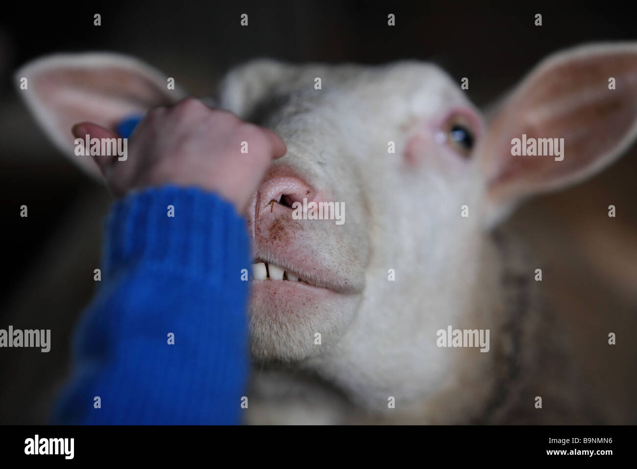 Sheep teeth hi-res stock photography and images - Alamy