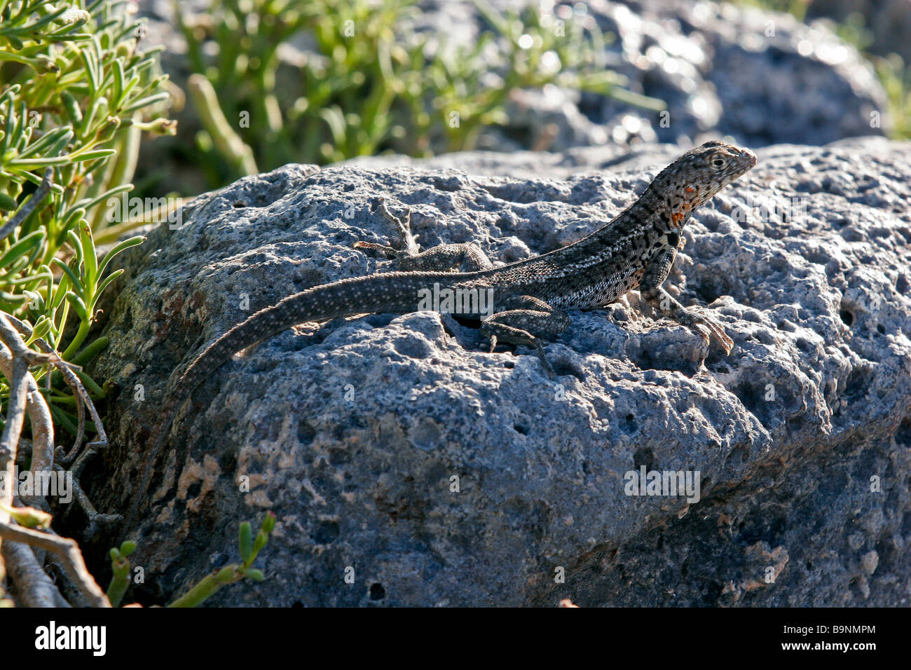 Galapagos Lava Lizard South Plaza Island Galapagos Islands Stock Photo ...
