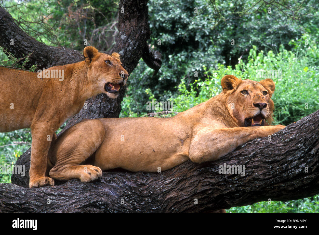 lions in tree lake manyara tanzania Stock Photo - Alamy