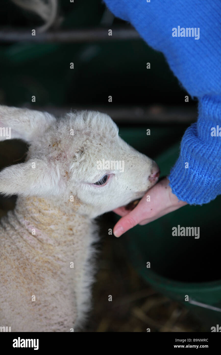 Berrichon Sheep High Resolution Stock Photography and Images - Alamy