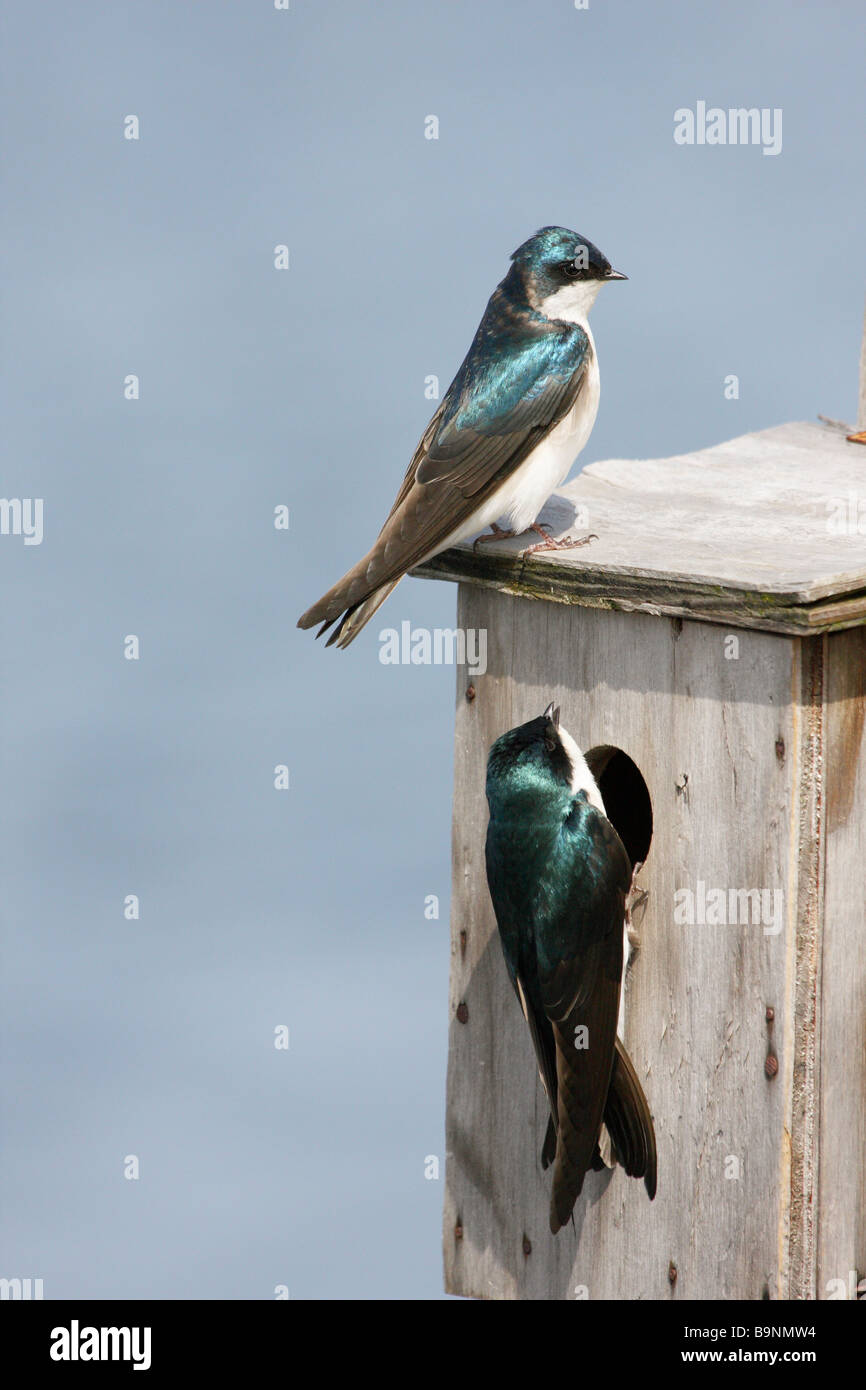 Swallows nesting hi-res stock photography and images - Alamy