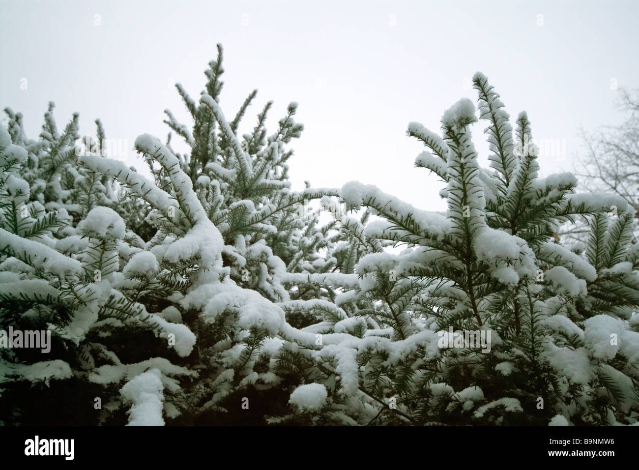 snow covered tree Stock Photo - Alamy