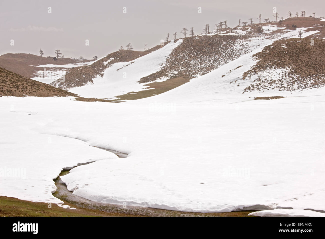Degraded remnant of Atlas Cedar forest Cedrus atlantica in winter snow ...