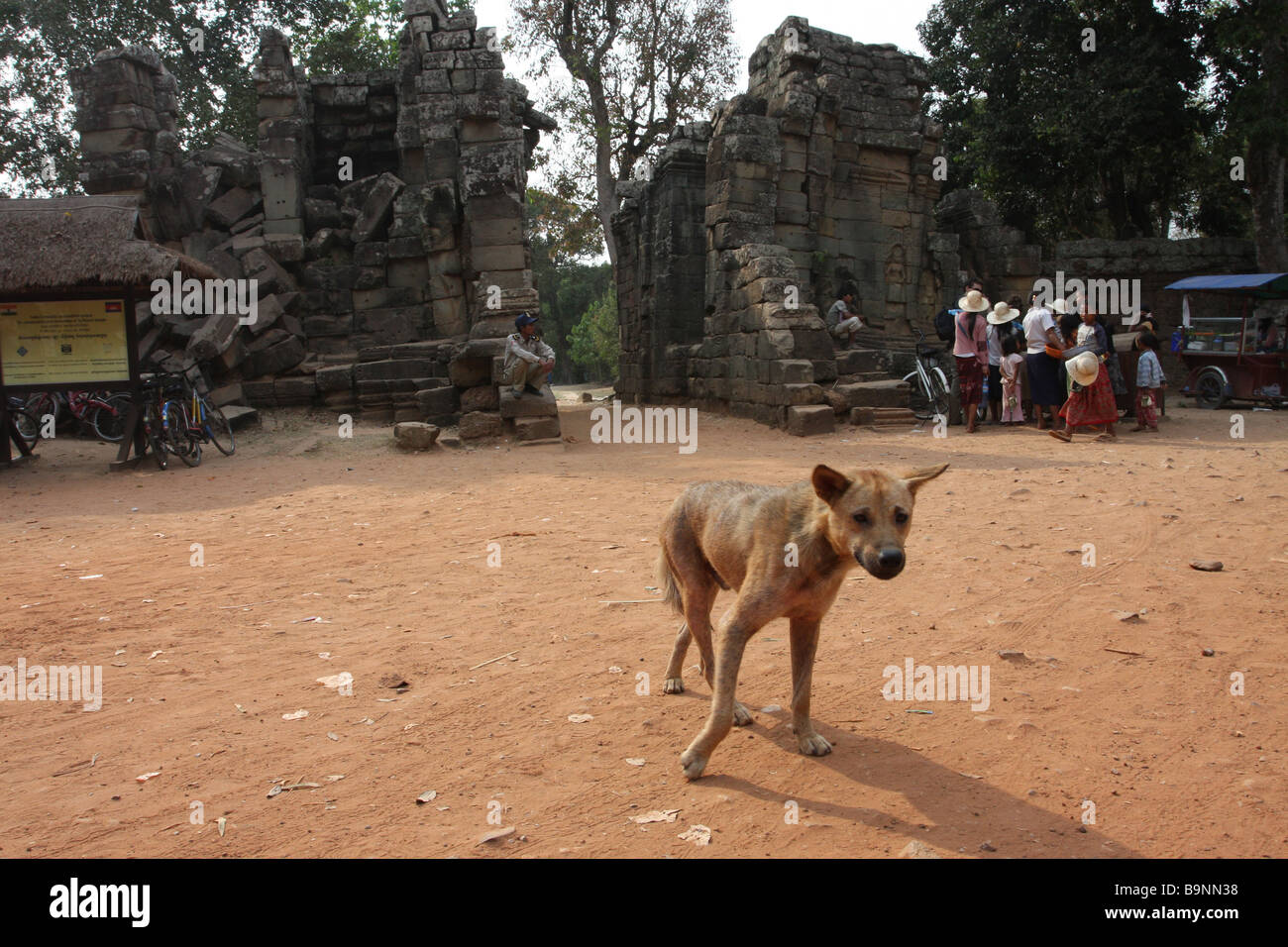 dog by angkor wat cambodia Stock Photo - Alamy