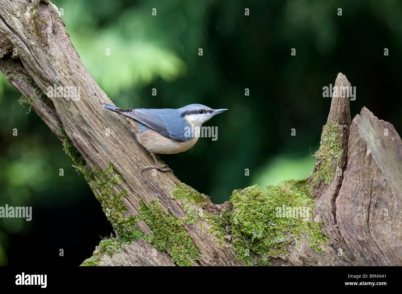Eurasian nuthatch (Sitta europaea Stock Photo - Alamy