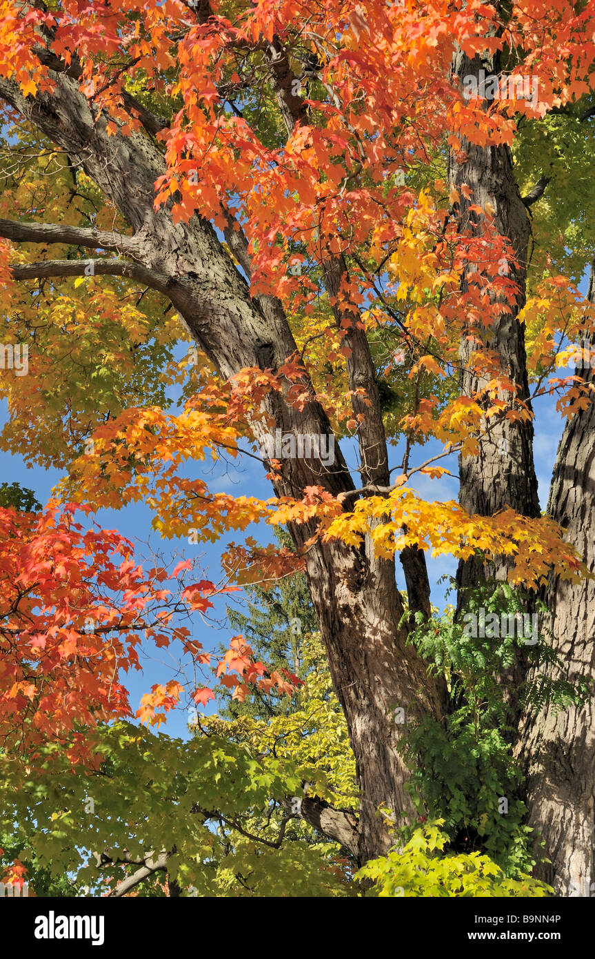 A very old Sugar Maple in full autumn color Stock Photo - Alamy