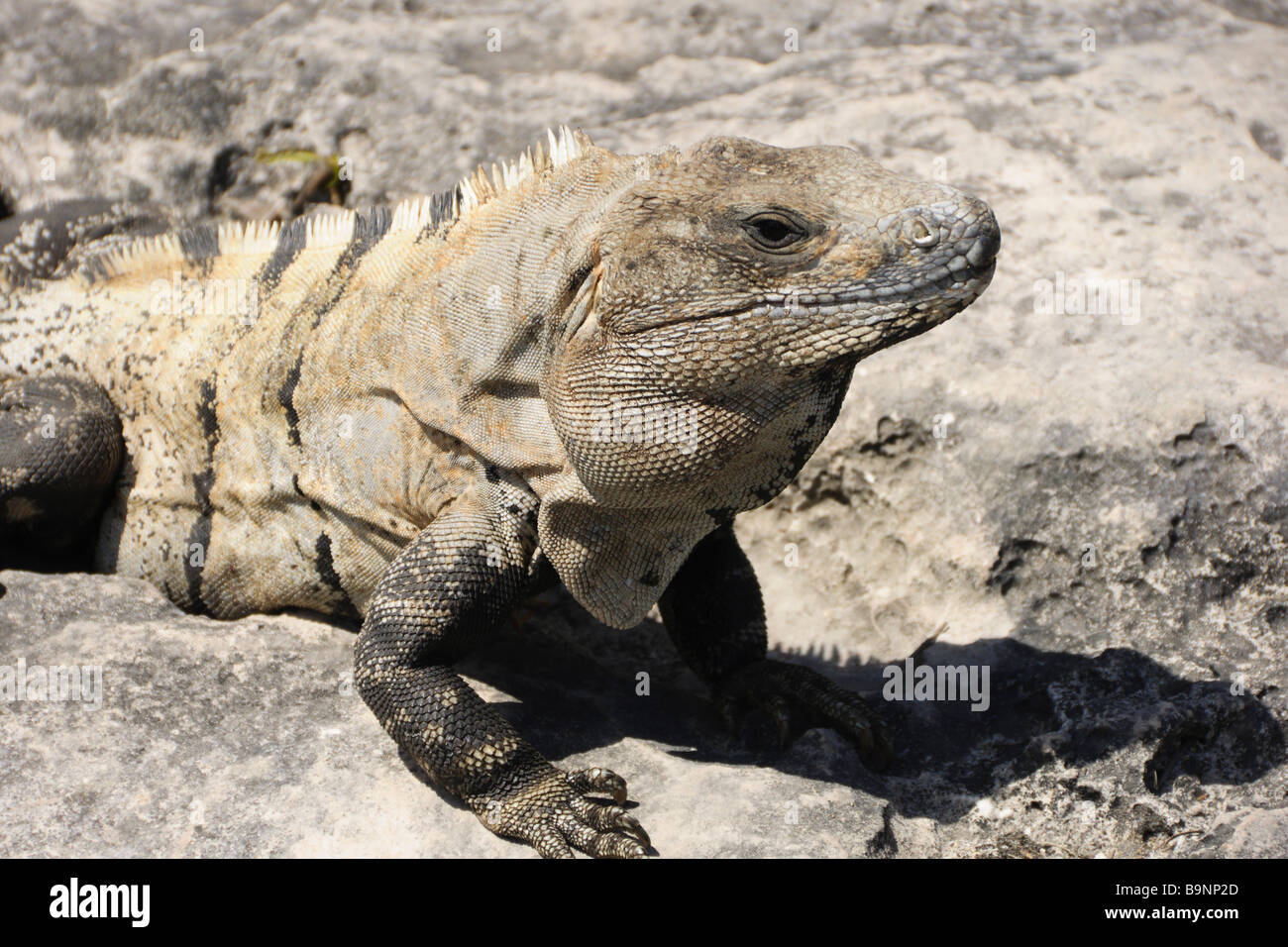 Mexico Yucatan - green iguana lizard Stock Photo - Alamy