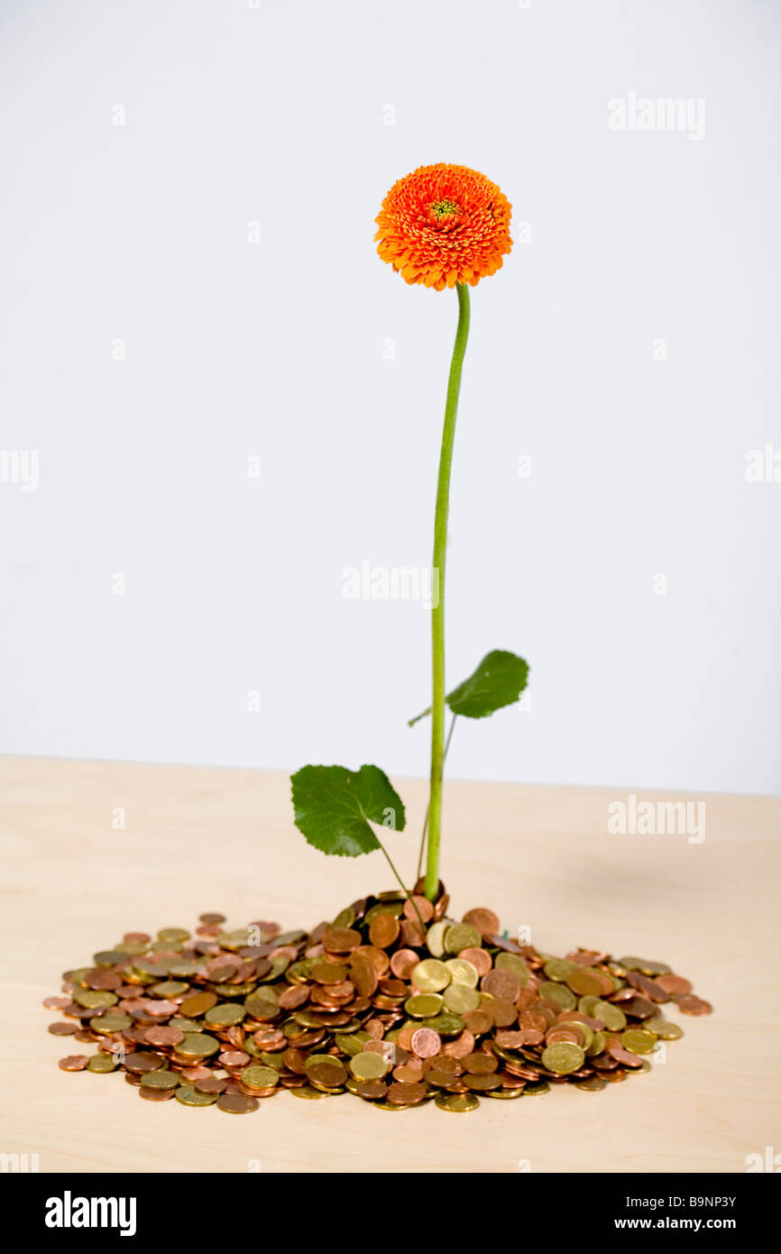 flower growing out of pile of coins Stock Photo - Alamy