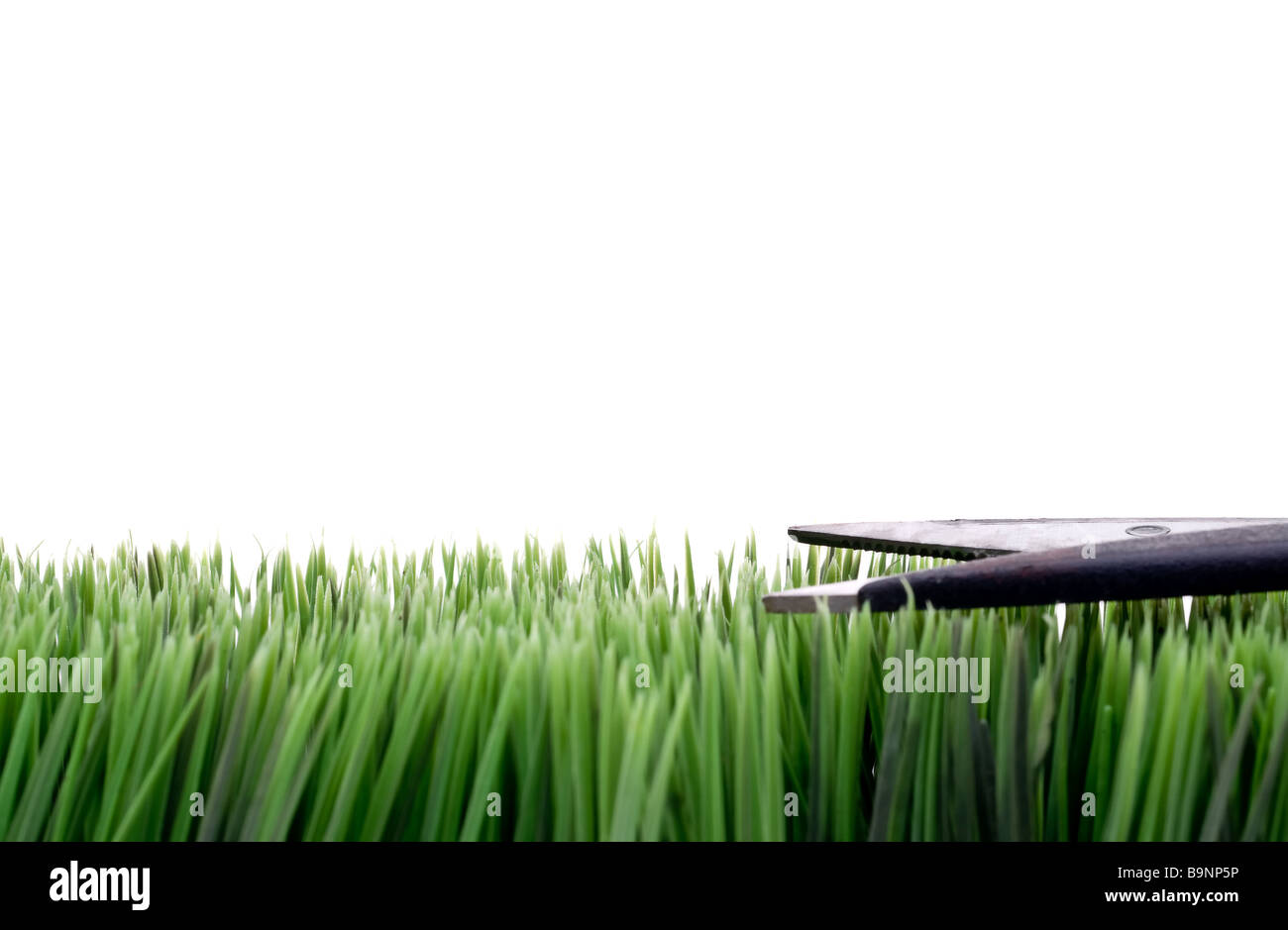 Scissors cutting grass Stock Photo - Alamy