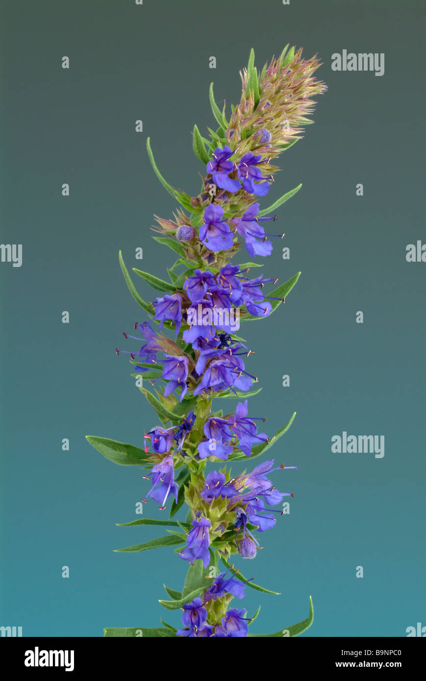 Hyssop hi-res stock photography and images - Alamy