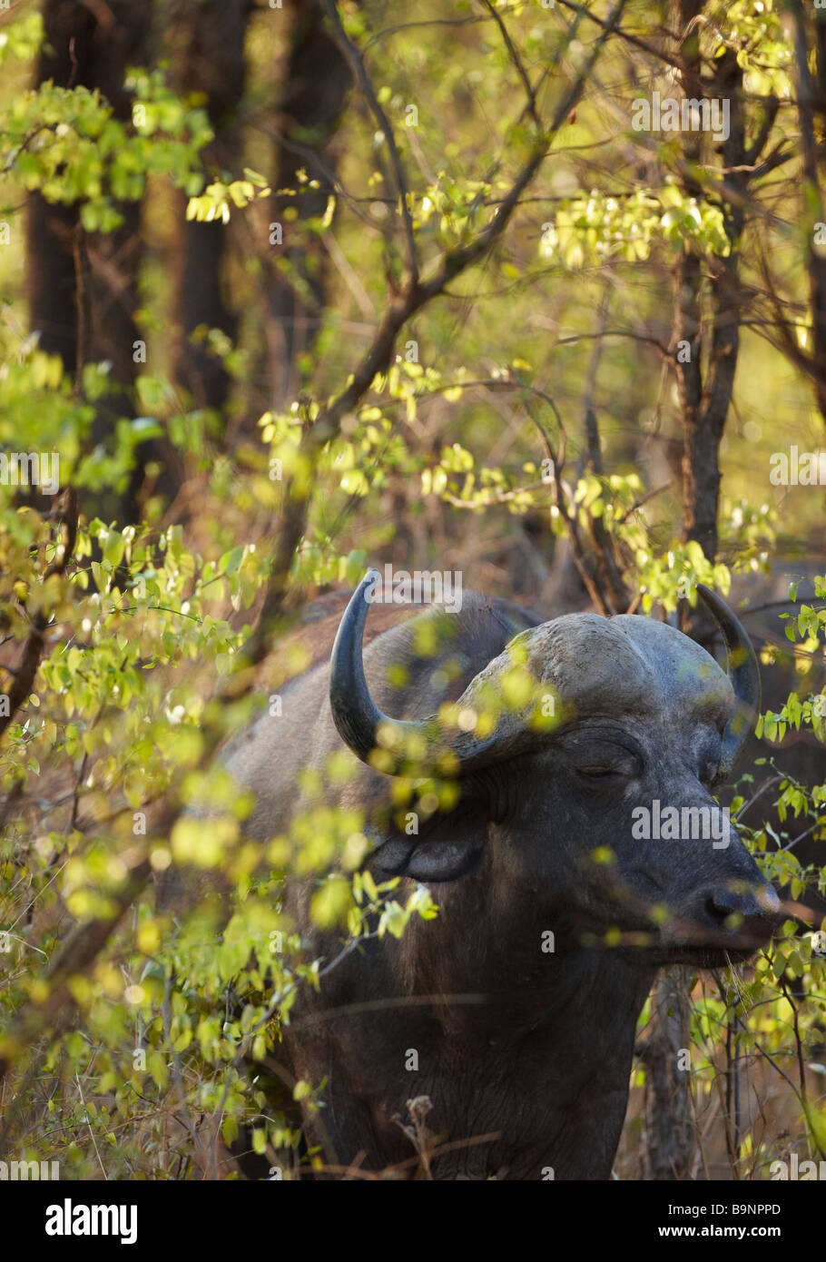 a snoozing African buffalo in the bush, Kruger National Park, South ...