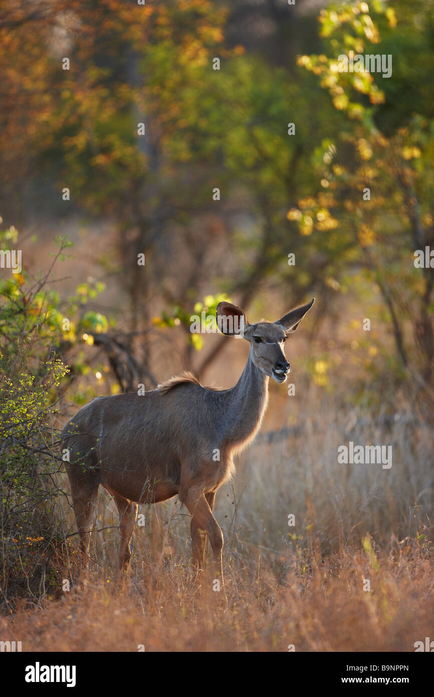 Nyala High Resolution Stock Photography and Images - Alamy