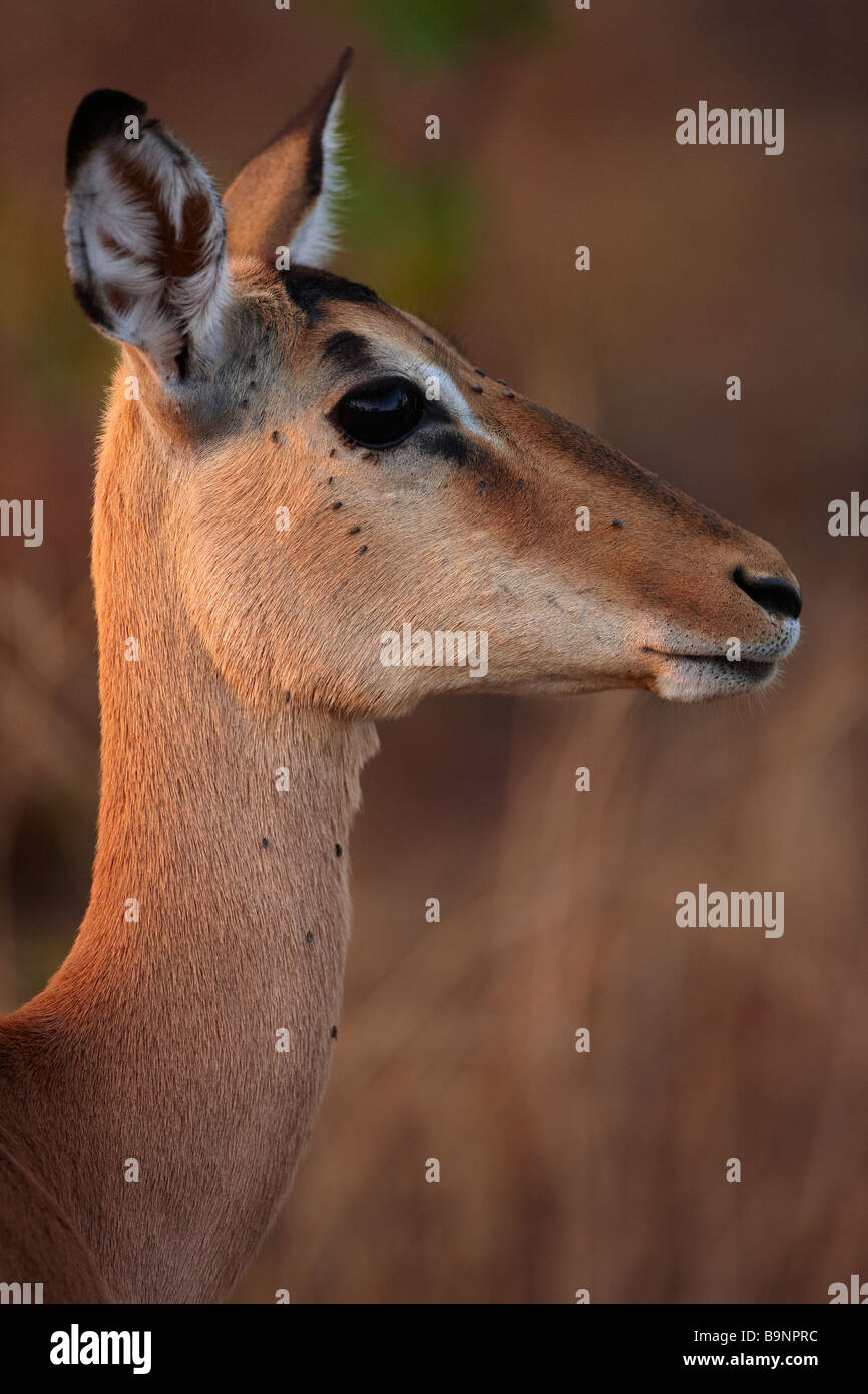 Impala head hi-res stock photography and images - Alamy