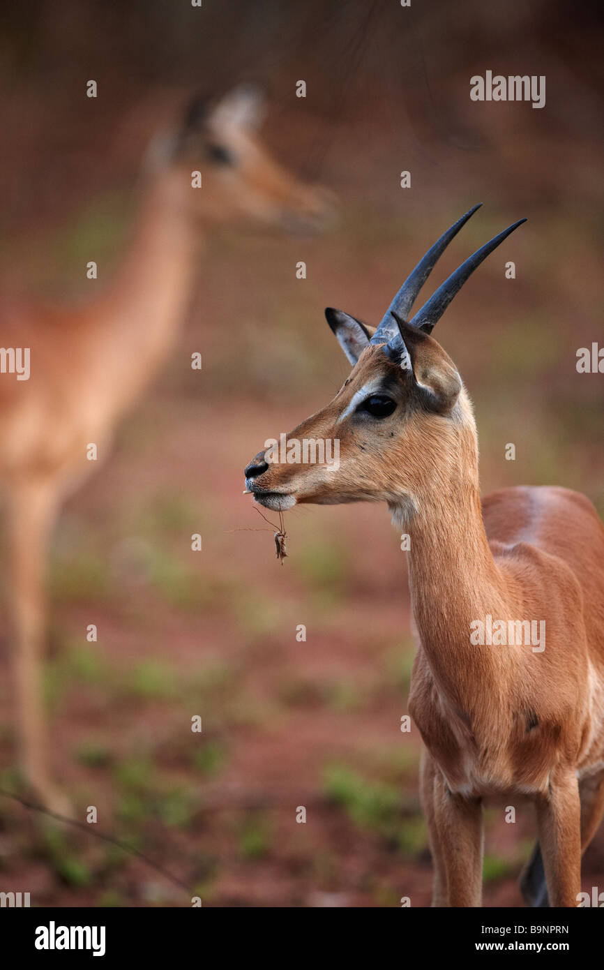 Mammals of south africa hi-res stock photography and images - Alamy