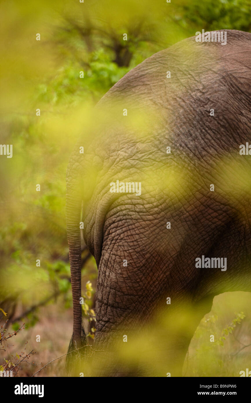 Elephants backside hi-res stock photography and images - Alamy