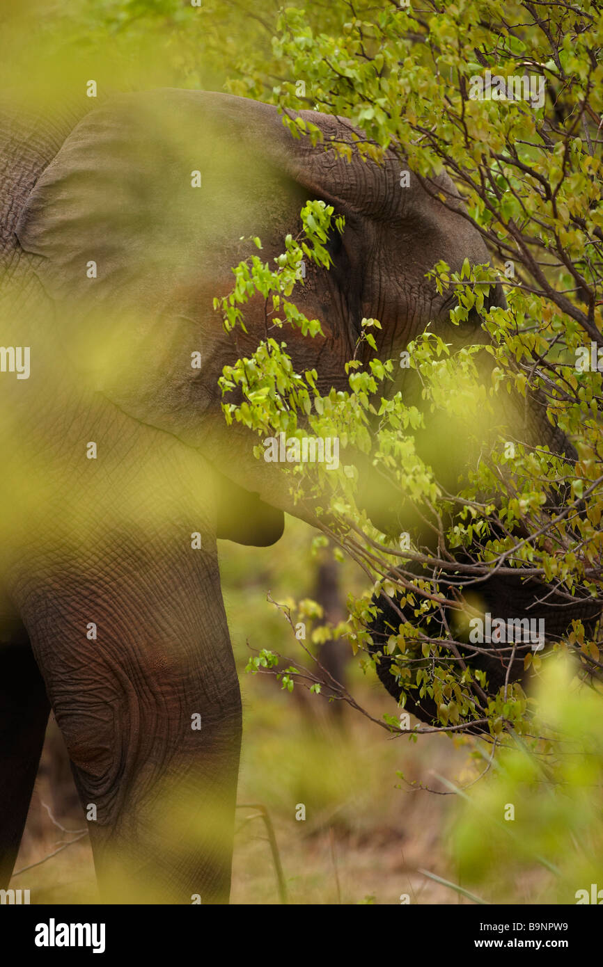 an African elephant feeding in the bush, Kruger National Park, South ...