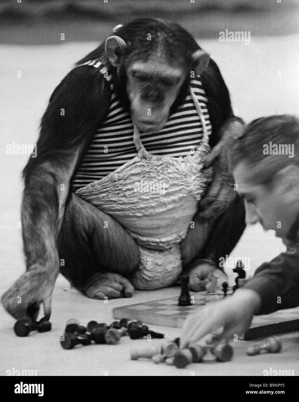 Circus animal tamer Stepan Isaakyan playing chess with Rickie his pet ...