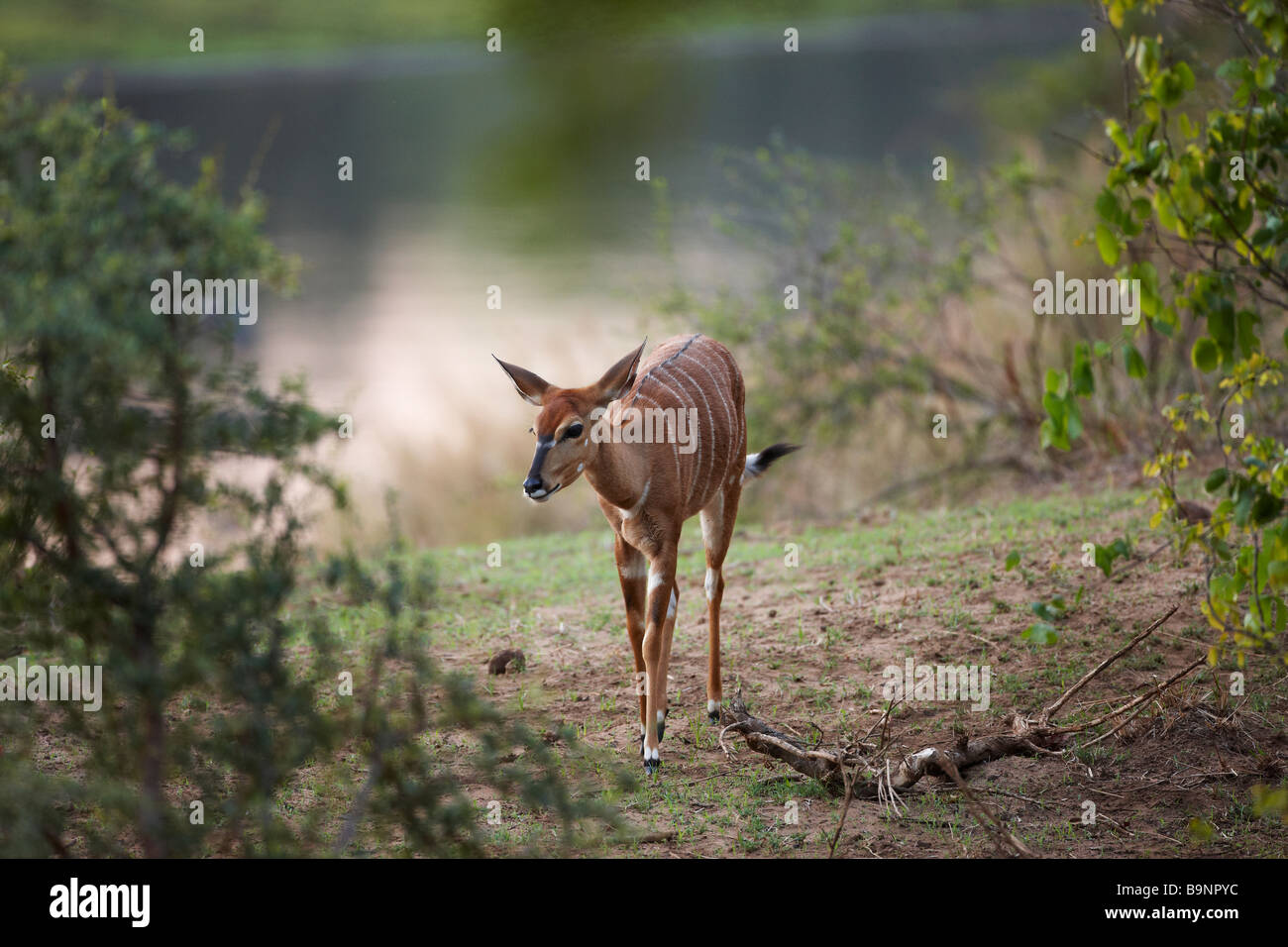 nyala ewe in the bush by a river, Kruger national Park, South Africa ...