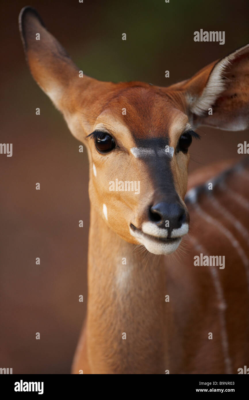 Nyala antelope nyala angasii hi-res stock photography and images - Alamy