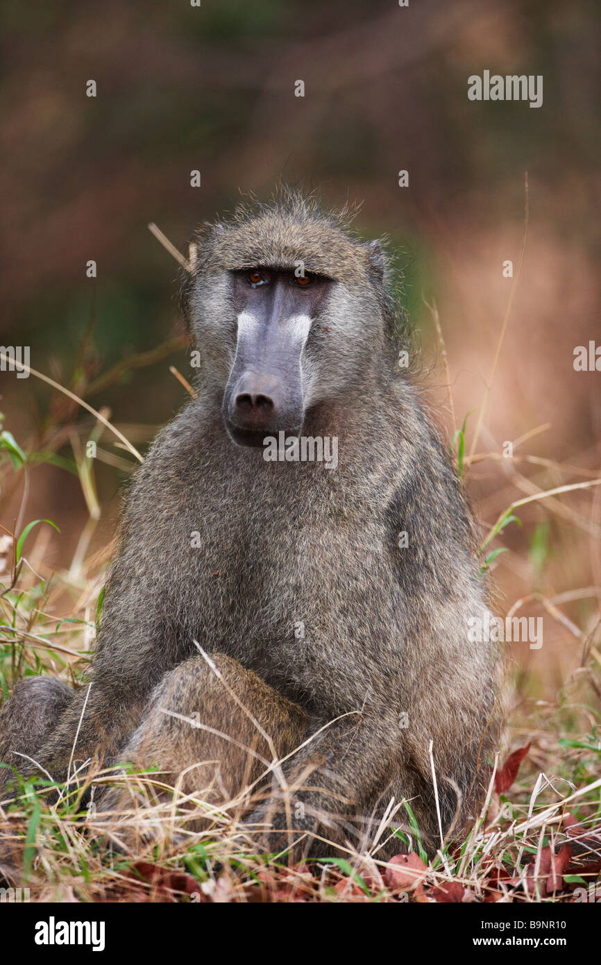 Baboon in the kruger national park hi-res stock photography and images ...