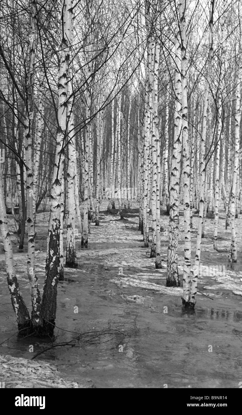A birch tree forest outside Moscow in spring Stock Photo - Alamy