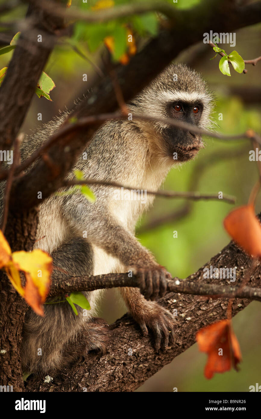 vervet monkey in the bush, Kruger National Park, South Africa Stock ...