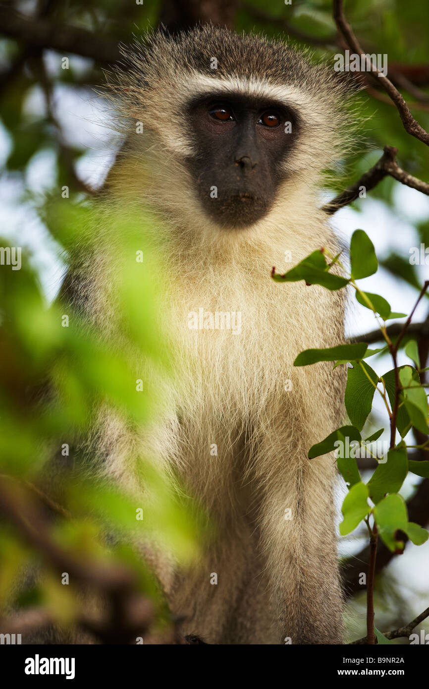 South African Monkeys