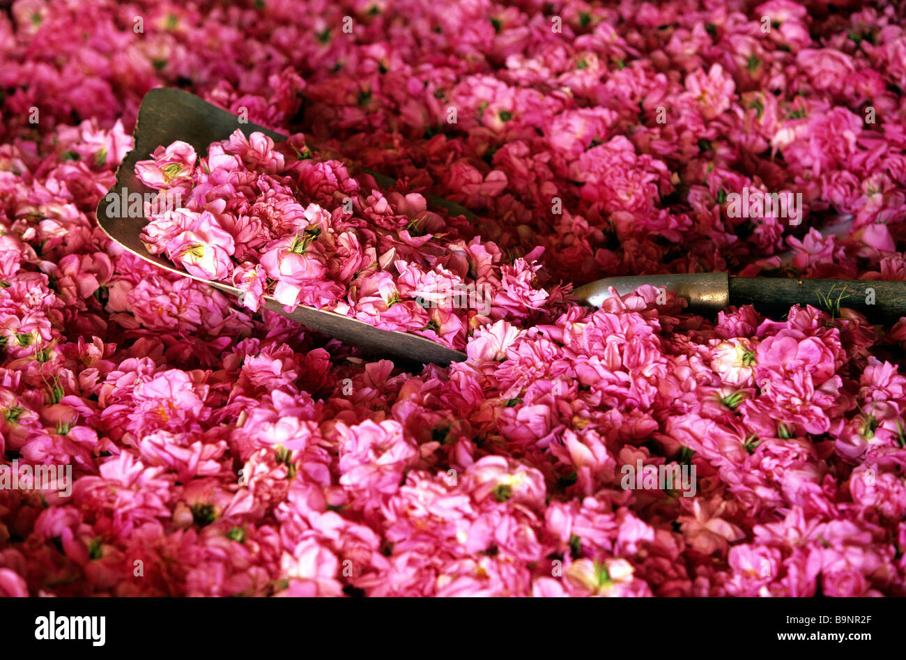 France, Alpes Maritimes, Plascassier, Domaine de Manon, rose (rosa ...