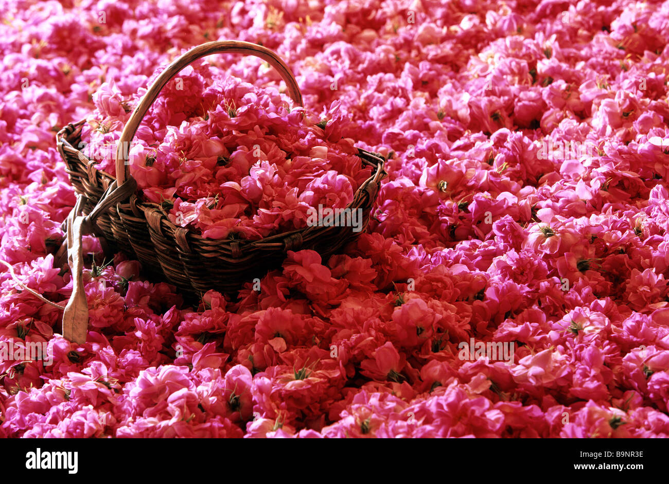 France, Alpes Maritimes, Plascassier, Domaine de Manon, rose (rosa ...