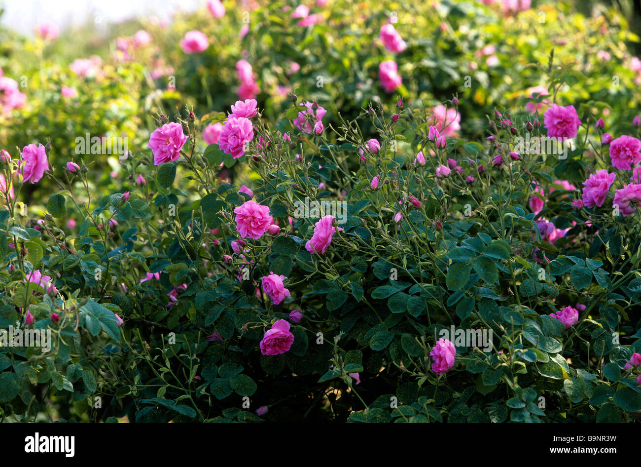 France, Alpes Maritimes, Plascassier, Domaine de Manon, rose (rosa ...