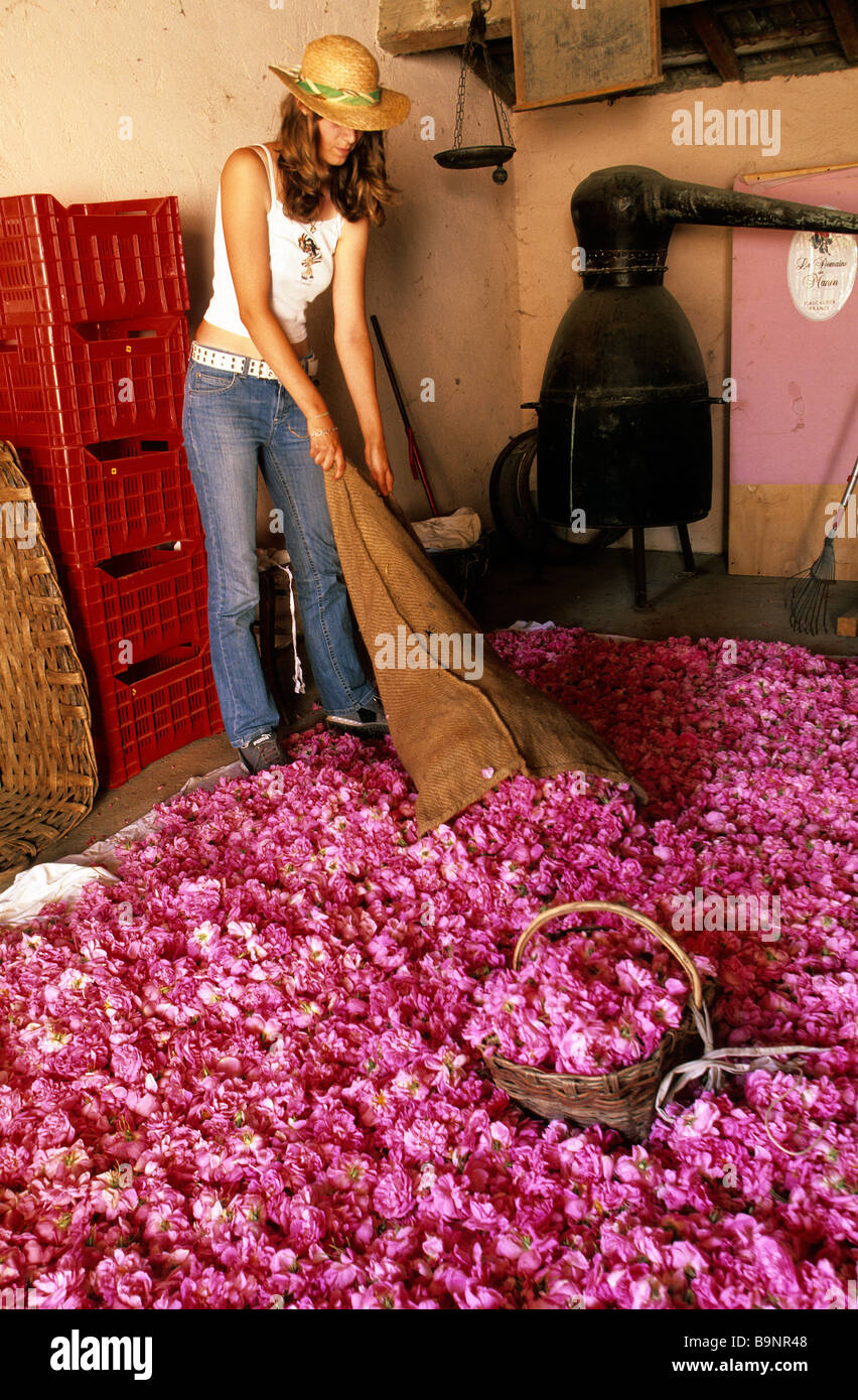 France, Alpes Maritimes, Plascassier, Domaine de Manon, rose (rosa ...