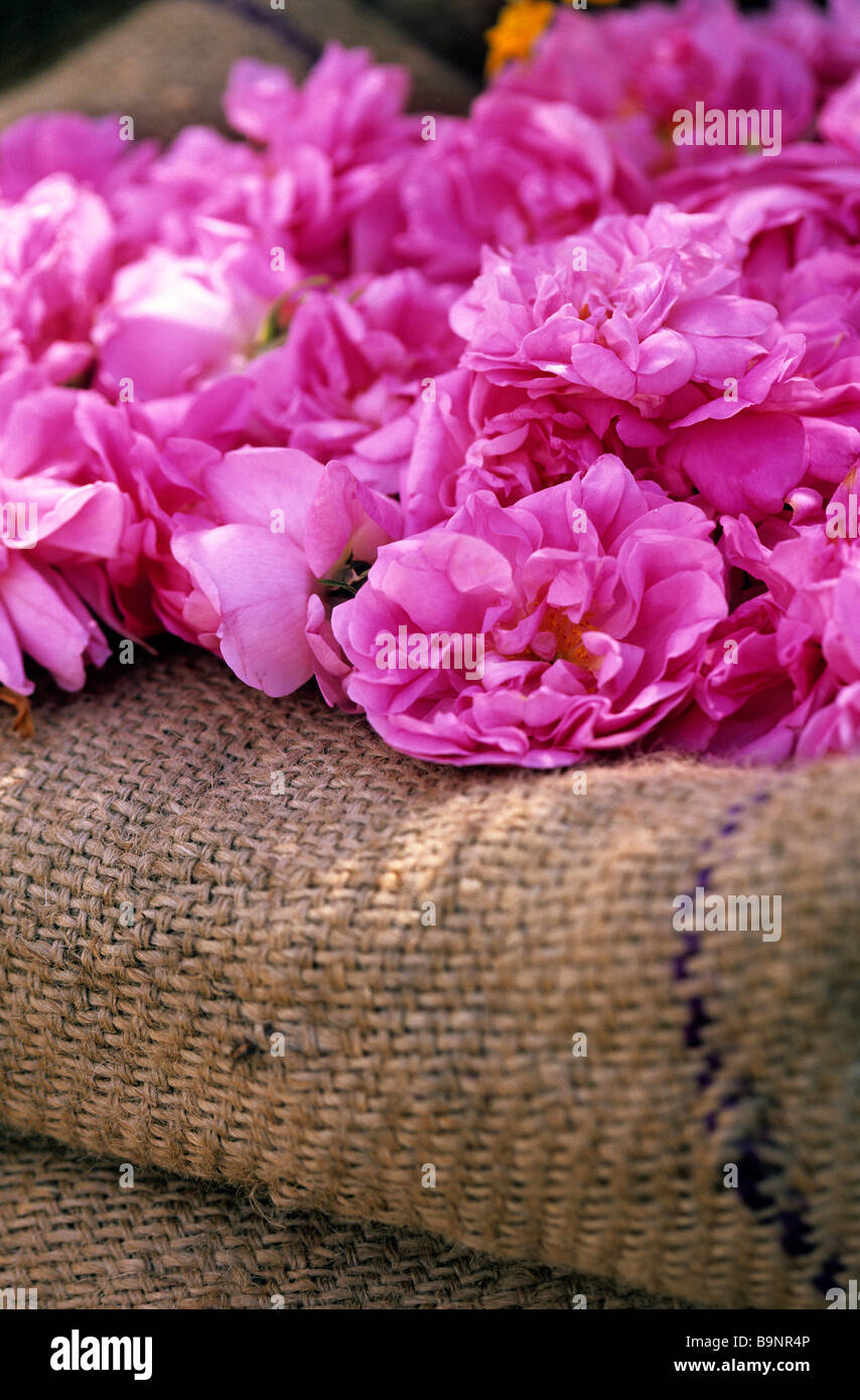 France, Alpes Maritimes, Plascassier, Domaine de Manon, rose (rosa ...