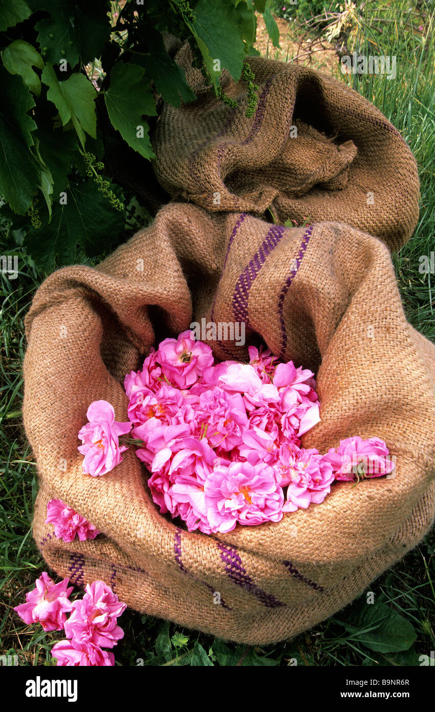 Manon of the spring hi-res stock photography and images - Alamy