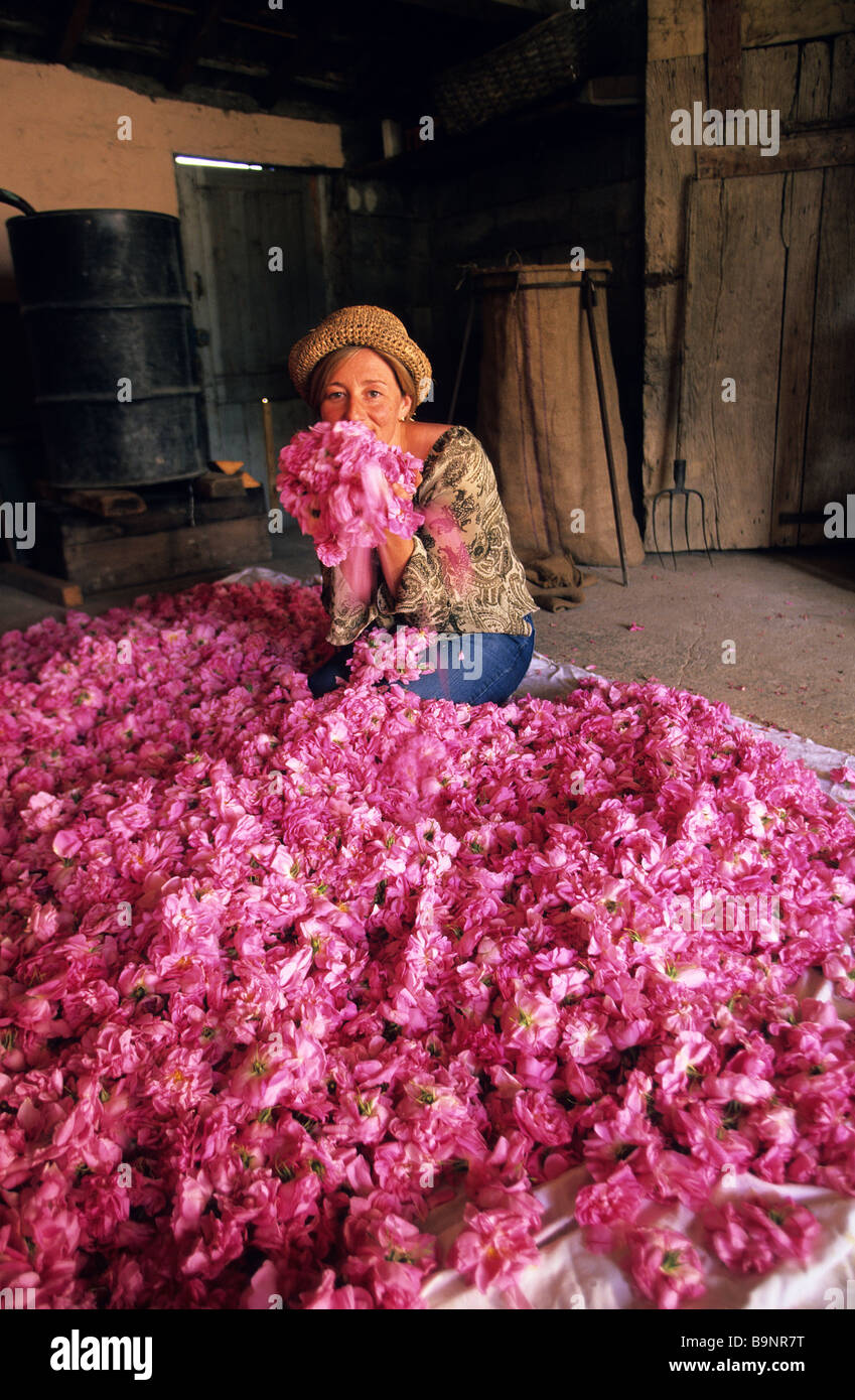 France, Alpes Maritimes, Plascassier, Domaine de Manon, rose (rosa ...