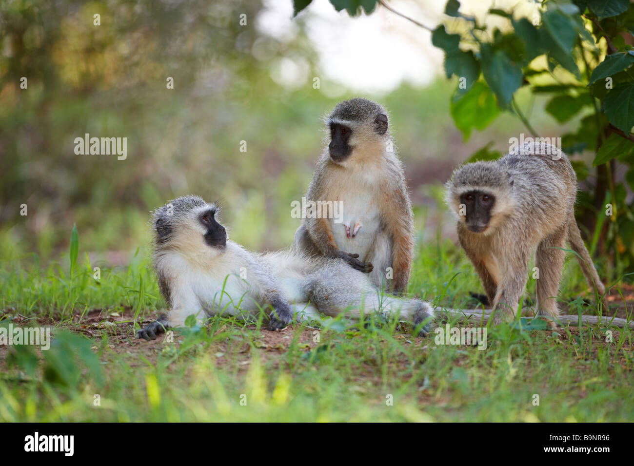 family of vervet monkeys in the bush, Kruger National Park, South ...