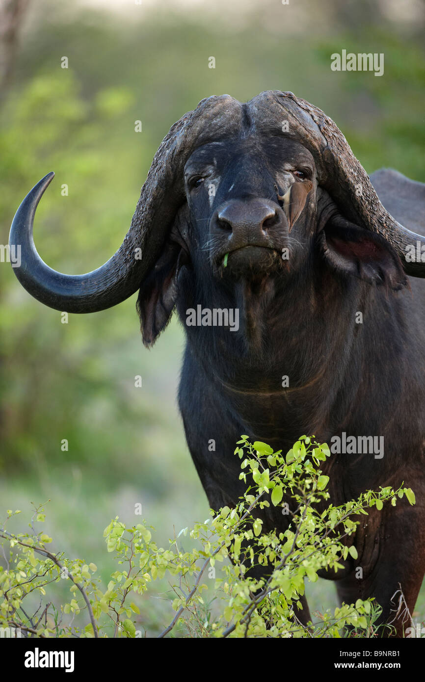 African buffalo with red billed oxpecker perched on his nose in the ...