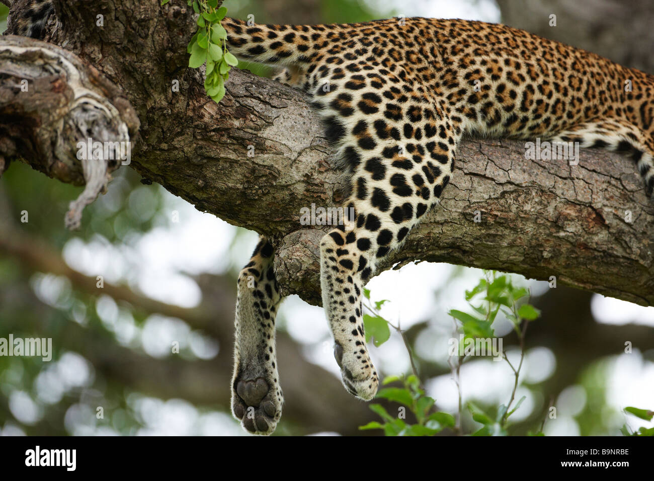 leopard resting in a tree, Kruger National Park, South Africa Stock ...