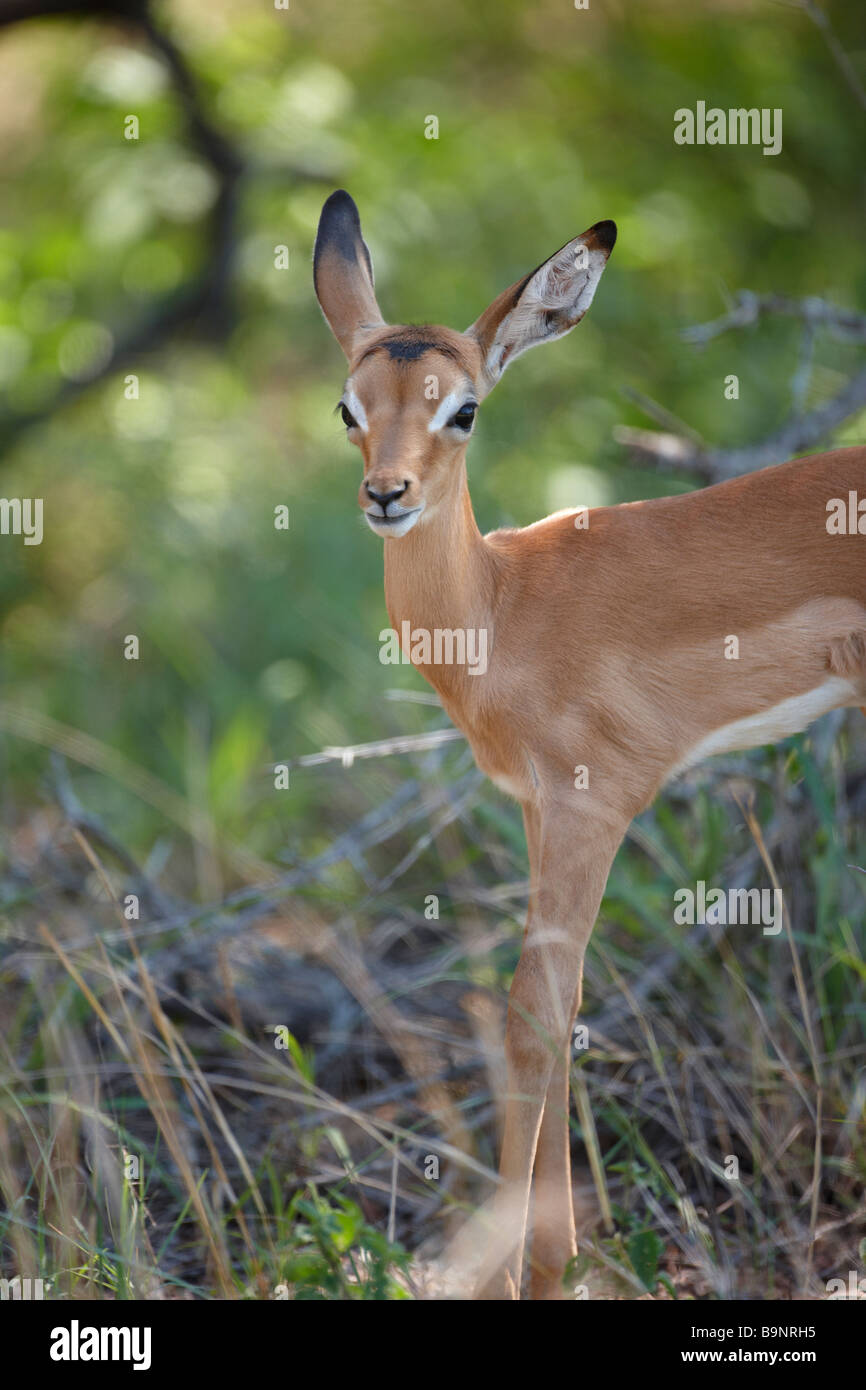 South african impala hi-res stock photography and images - Alamy