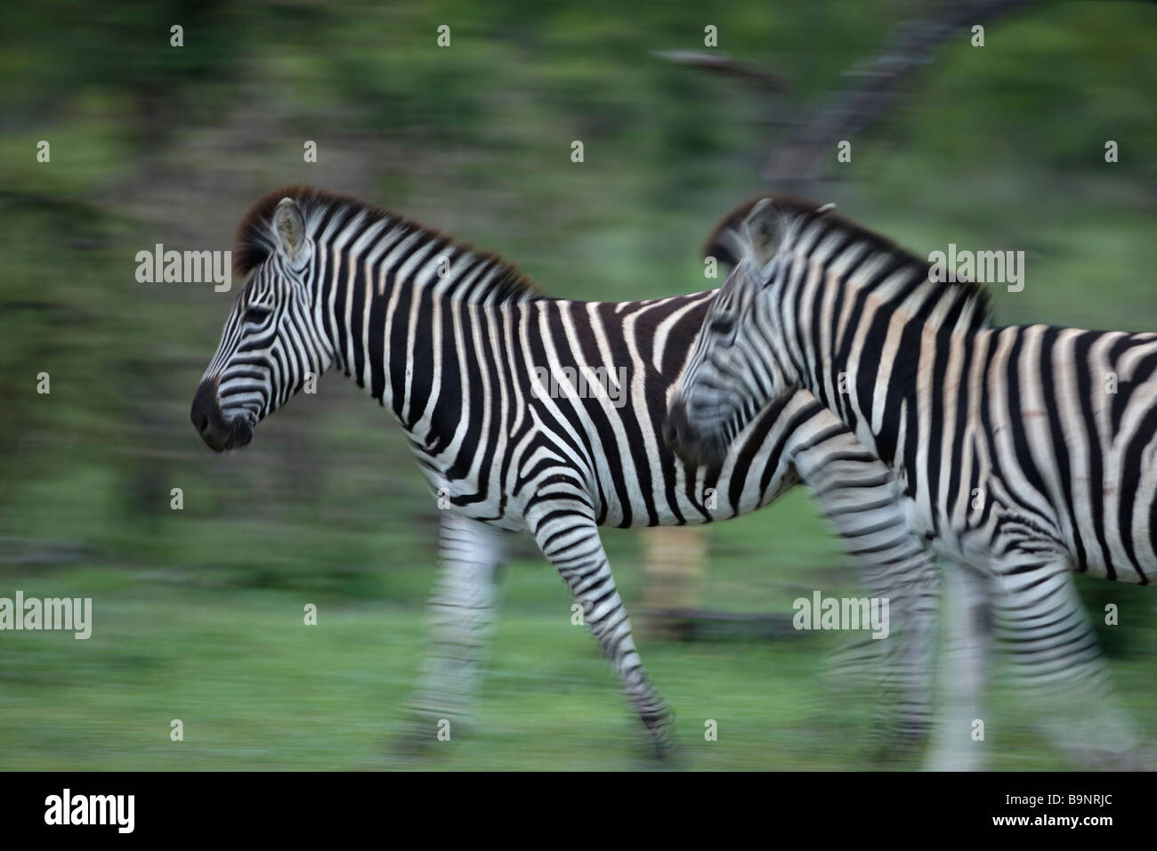 zebra on the move, Kruger National Park, South Africa Stock Photo - Alamy