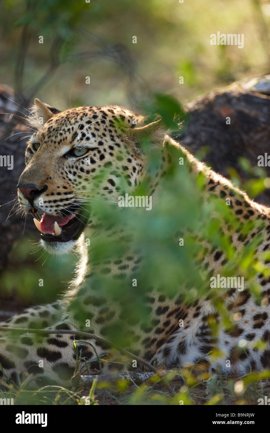 leopard resting in the bush, Kruger National Park, South Africa Stock ...