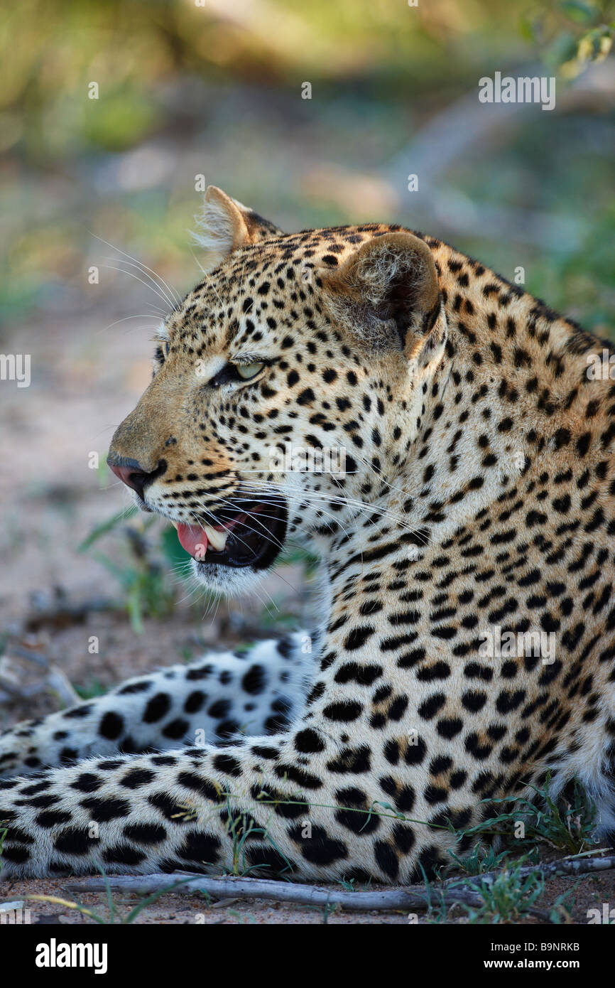 Resting leopard hi-res stock photography and images - Alamy