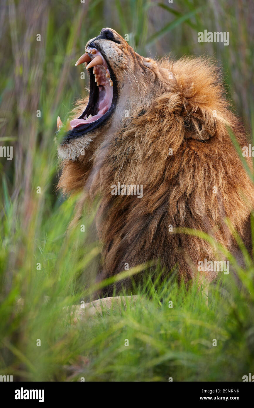 Yawning Lion Gif