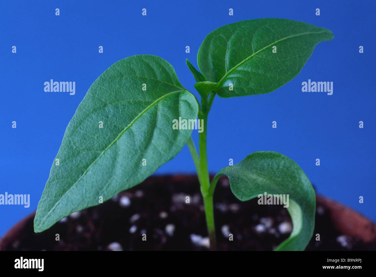Capsicum annuum 'Anaheim Chili' (Chili pepper) Seedling in pot Stock ...
