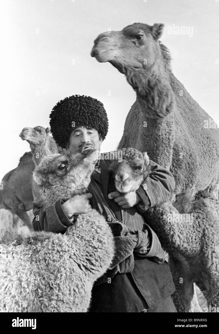 A camel breeding collective farm Stock Photo - Alamy