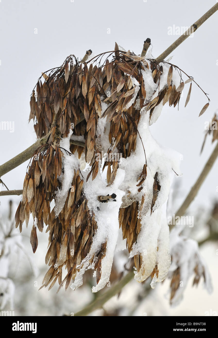 Ash keys in snow Fraxinus excelsior Stock Photo - Alamy
