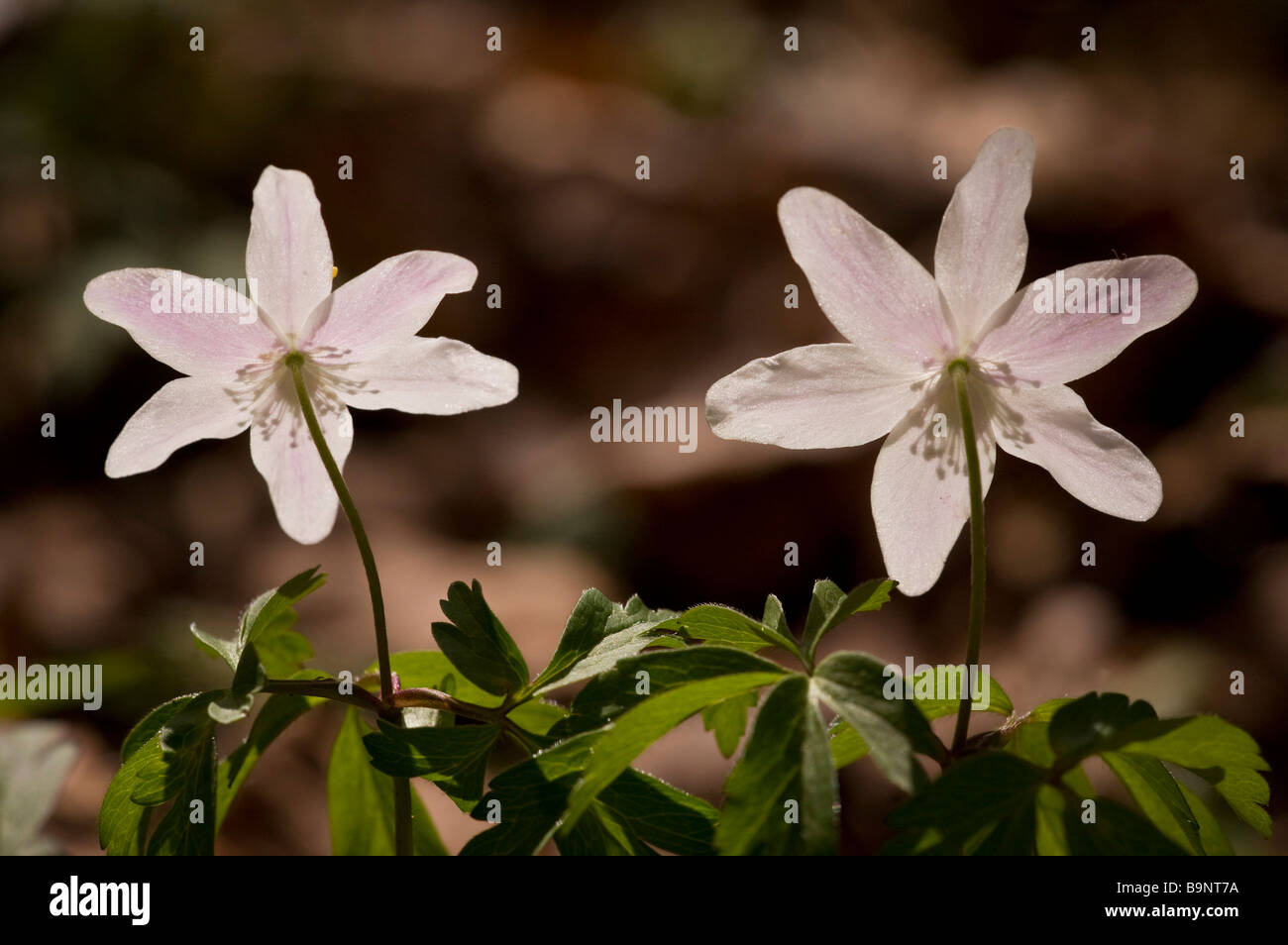 Wood Anemones Anemone nemorosa in flower in spring in ancient coppice ...