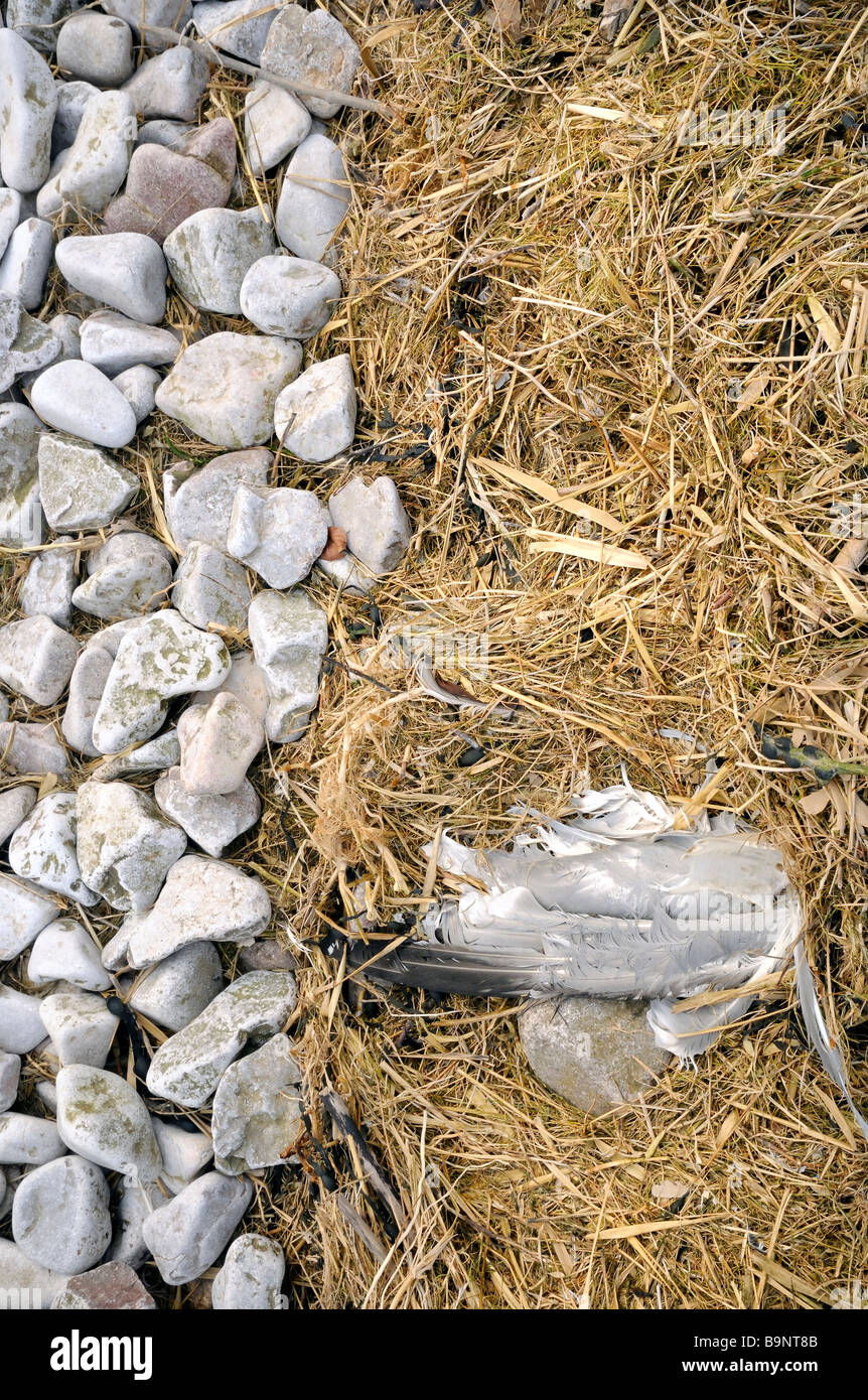 A gull wing washed up on a beach strandline Stock Photo - Alamy