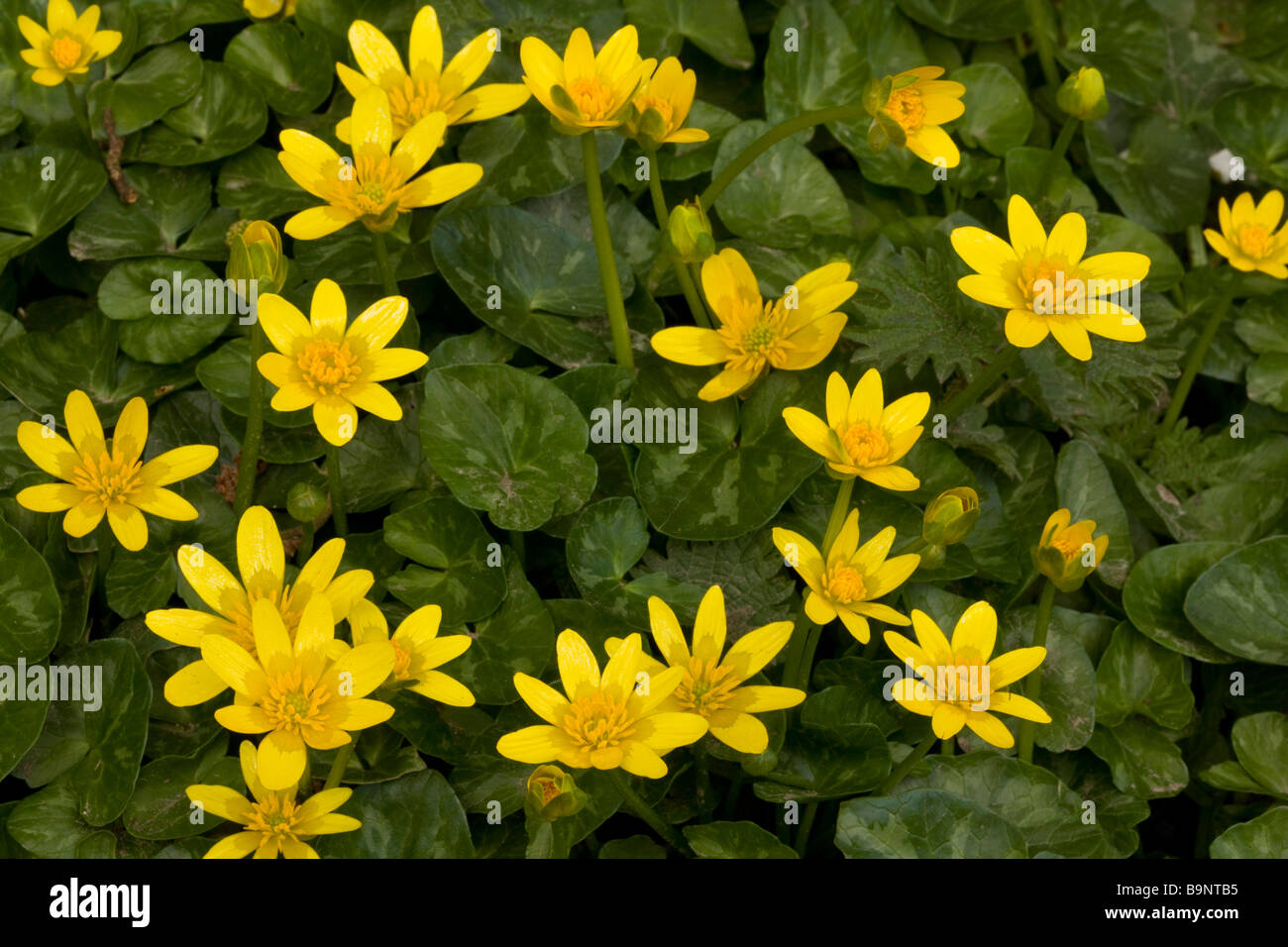 Ficaria verna hi-res stock photography and images - Alamy